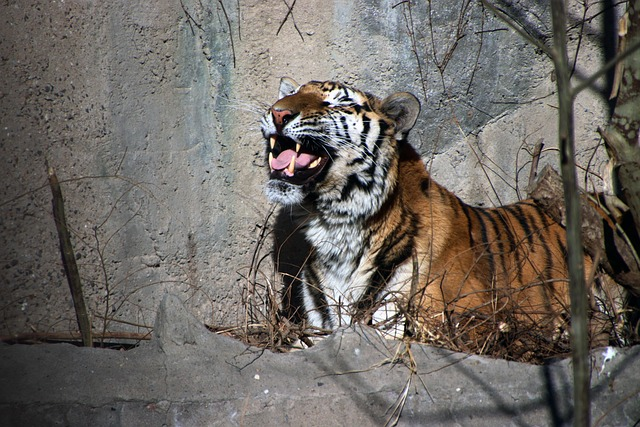The Tiger Comes on the Scene